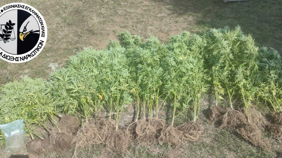 Θεσσαλονίκη - Συνελήφθη άνδρας για καλλιέργεια δενδρυλλίων κάνναβης ...